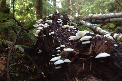 19_3.jpg | Cape Falcon Kayak